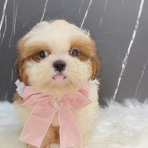 Gorgeous Cute Shih Tzu Puppu Dog Pet *yu.03694 - Pets for sale in ...
