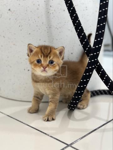 BSH cat british shorthair kitten golden - Pets for sale in Shah Alam ...