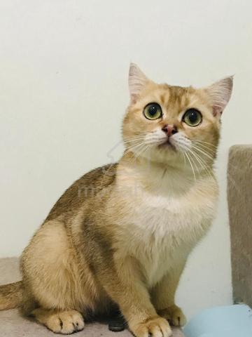 BSH british short hair golden - Pets for sale in Kepong, Kuala Lumpur