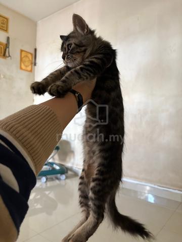 Parsi cat - Pets for sale in Bangi, Selangor