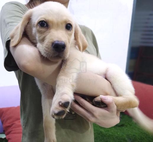 Labrador cream male mka and microchip - Pets for sale in Seri Kembangan ...