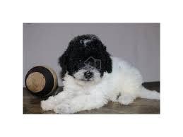 Z77 happy poogle puppy dog - Pets for sale in Puchong, Kuala Lumpur