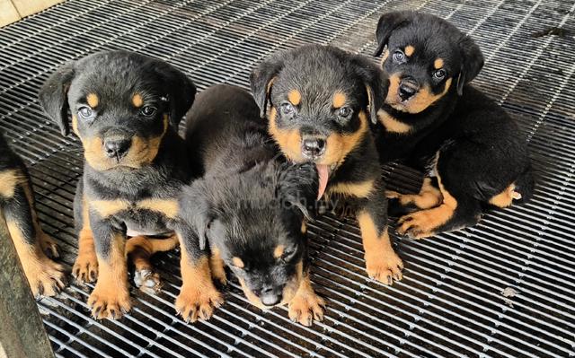 rottweiler puppies with MKA CERTIFICATE - Pets for sale in Shah Alam ...