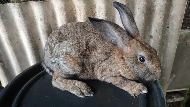 Arnab - Pets for sale in Melaka Tengah, Melaka