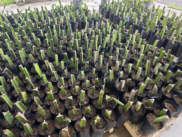 Dragon Fruit Tree_Benih Pokok Naga - Garden Items for sale in Taiping ...