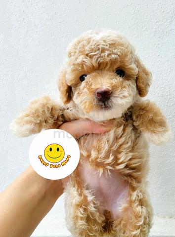 TINY Poodle sweetheart family pet - Pets for sale in Cheras, Selangor