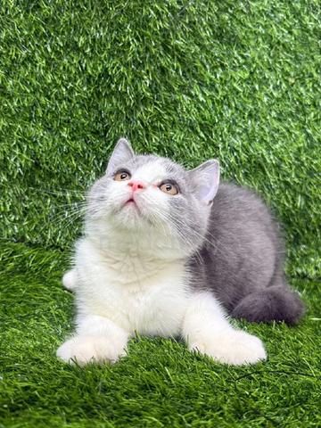 kucing bsh kitten - Pets for sale in Bahau, Negeri Sembilan