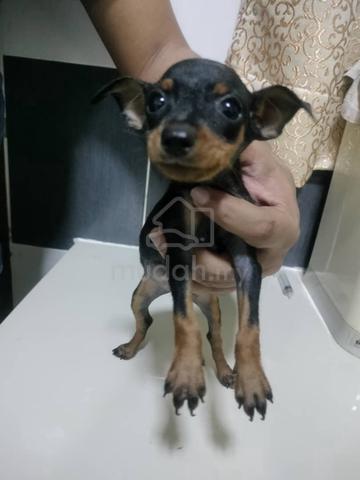 Female Miniature Pinscher Puppy - Pets for sale in Bukit Mertajam, Penang