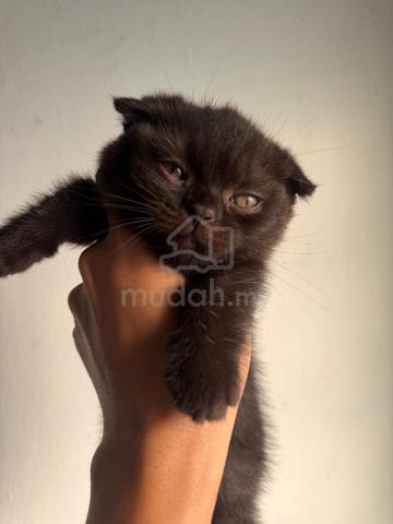 Pure BSH munchkin Scottish Fold - Pets for sale in Permatang Pauh, Penang