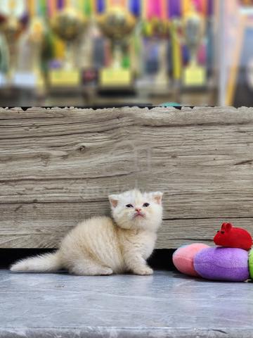 Quality Pure Munchkin - Pets for sale in Kuala Terengganu, Terengganu