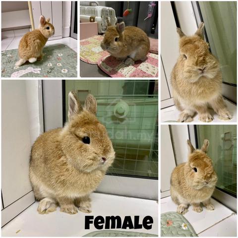 Rabbit Nd Netherland arnab set combo - Pets for sale in Bayan Lepas, Penang