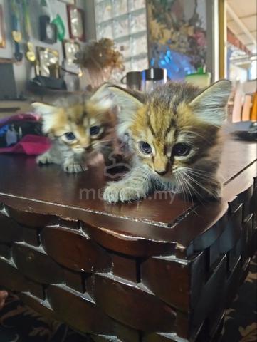 selling cats - Pets for sale in Johor Bahru, Johor