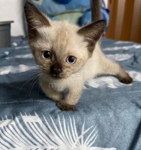 munchkin male - Pets for sale in Ulu Tiram, Johor