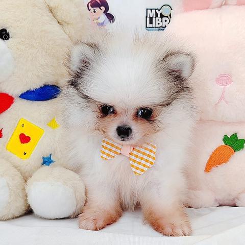 Teacup Small Tiny Mini Pomeranian Puppy Dog *MJ817 - Pets for sale in ...