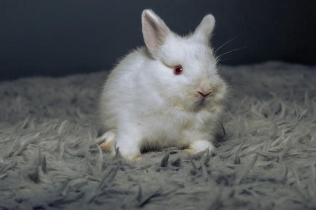 ND Rabbit (White) - Netherland Dwarf Rabbit - Pets for sale in Alma, Penang