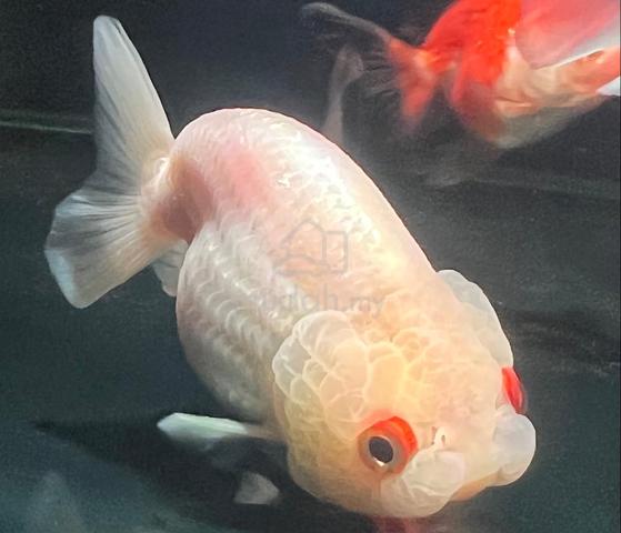 Ranchu Goldfish - Pets for sale in Cyberjaya, Selangor