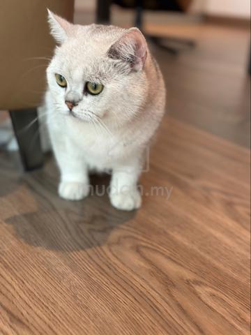Pure BSH / British Short Hair Silver Shaded male - Pets for sale in ...