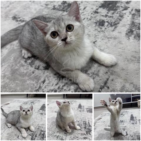 British Shorthair Silver shaded - Pets for sale in Puncak Alam, Selangor