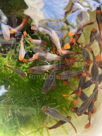 Guppy Koi Ikan Fish Gapi Koi Low Grade - Pets for sale in Ampang, Kuala ...