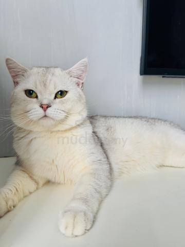 Kucing BSH Silver Shaded - Pets for sale in Johor Bahru, Johor