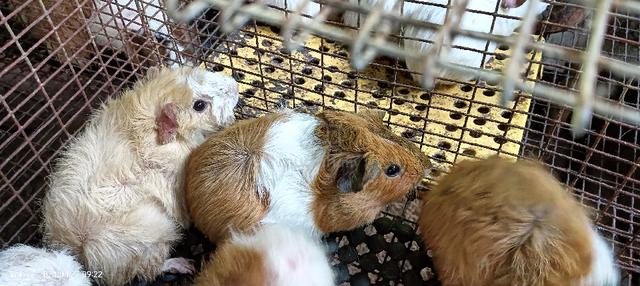Guinea pig Tikus Belanda - Pets for sale in Serendah, Selangor