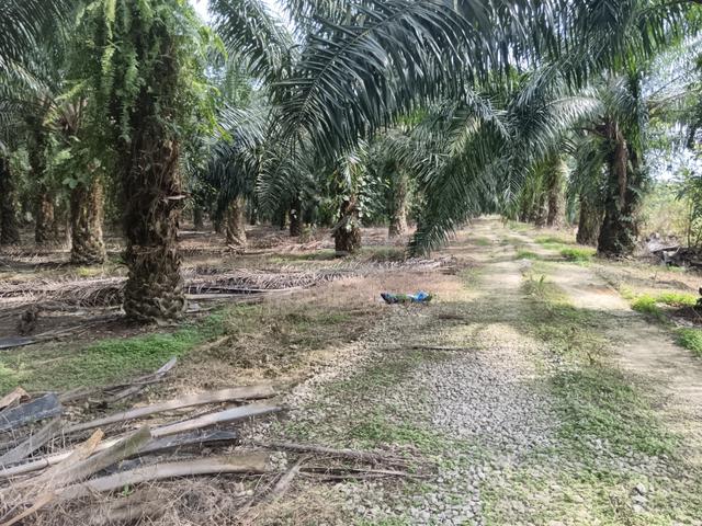 Agricultural Land for Sale, 1 Acre(s), Kuantan, Pahang | Mudah.my