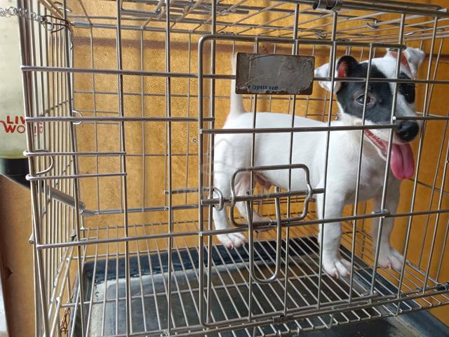Jack Russell JRT Male Rare marking - Pets for sale in Puchong, Kuala Lumpur