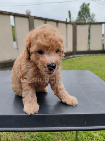 Pure Breed Poodle Puppy - Pets for sale in Kuching, Sarawak
