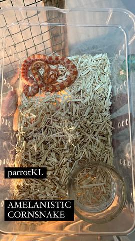 corn snake corn snake ball python - Pets for sale in Cheras, Selangor