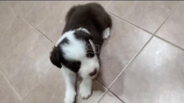 Border collie smartest breed MKA AND CHIP - Pets for sale in Seri ...