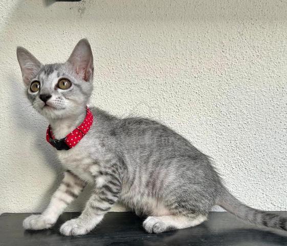 kucing free- light grey girl kitten- Cuddle - Pets for sale in Others ...