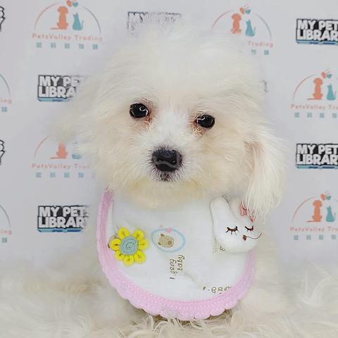 Snow White Bichon Frise Puppy Dog Pet *UA374 - Pets for sale in Puchong ...