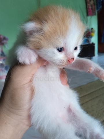 Anak kucing DLH - Pets for sale in Kulai, Johor