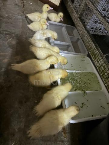 Anak Itik patu serati putih Muscovy duck - Pets for sale in Kota ...