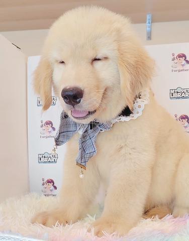BIg Bone XXL & XL Golden Retriever *yu.01126 - Pets for sale in Puchong ...