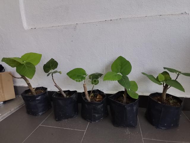 fig trees/pokok tin (Iraqi) - Garden Items for sale in Sungai Buloh ...