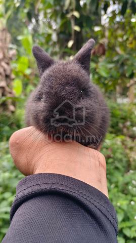 Arnab ND Netherland Dwarf Rabbit - Pets for sale in Simpang Ampat, Penang