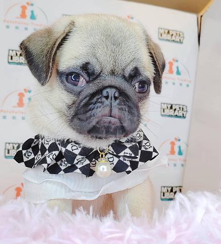 Super Fatty Pug Puppy Dog Pet *yu.0321 - Pets for sale in Puchong, Selangor