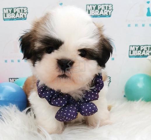 CUTIE PUPPY SHIH TU DOG *gf283 - Pets for sale in Puchong, Kuala Lumpur