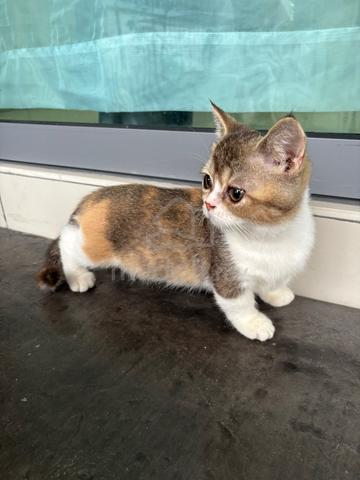 Calico Munchkin - Pets for sale in Semenyih, Selangor
