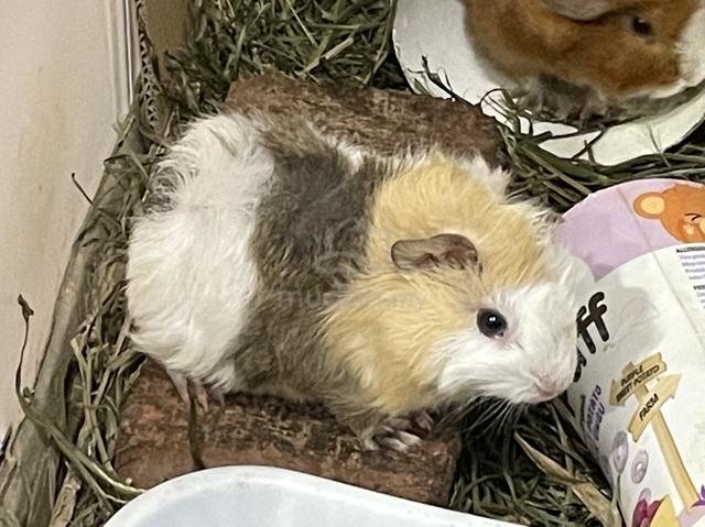 Guinea Pig for sale at Klang - Pets for sale in Bandar Puteri Klang ...