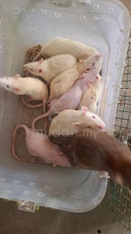 tikus makmal - Pets for sale in Rantau Panjang, Kelantan