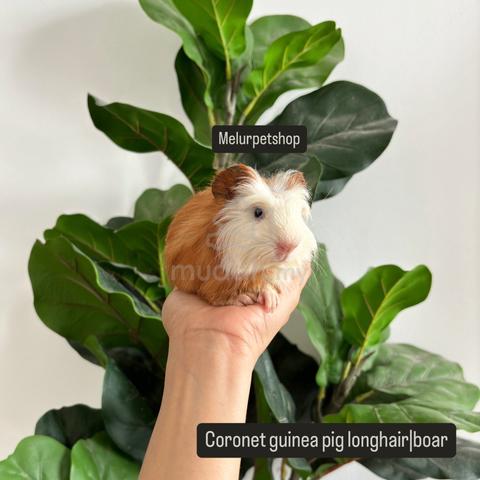 Coronet guinea pig tikus belanda - Pets for sale in Shah Alam, Selangor