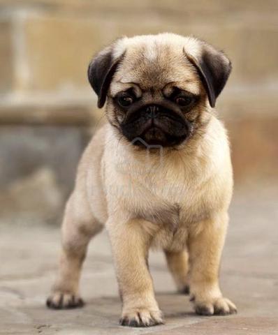 PUG PUPPY DOG *fg284 - Pets for sale in Country Heights Damansara ...