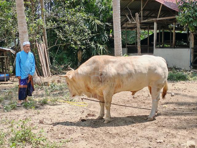 Lembu Carole - Food for sale in Tumpat, Kelantan