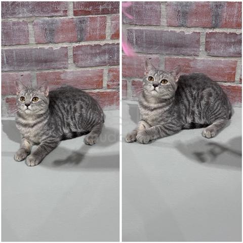 BSH british shorthair tabby female 5month - Pets for sale in Shah Alam ...
