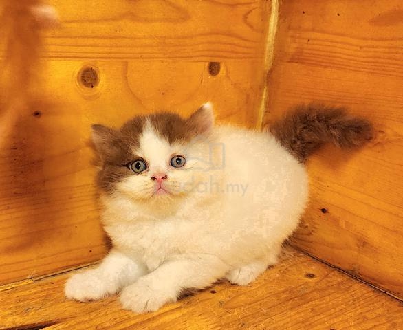 British BSH BLH Cinnamon Bicolor Cat Kitten - Pets for sale in Kelana ...