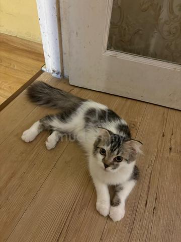 Kucing Scottish Fold - Pets for sale in Muar, Johor
