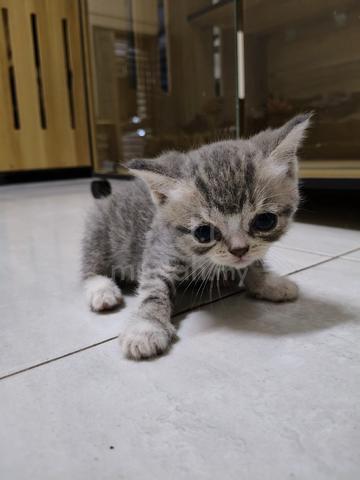 bsh silver tabby - Pets for sale in Melaka Tengah, Melaka