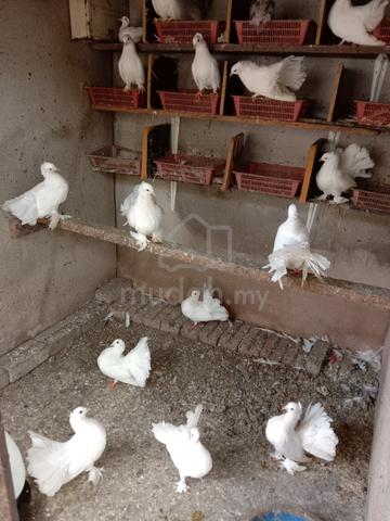 merpati merak putih - Pets for sale in Dengkil, Selangor